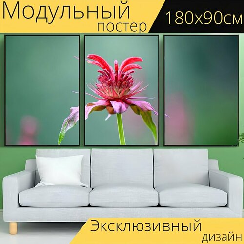 Модульный постер "Пчелиный бальзам, цветок, цвести" 180 x 90 см. для интерьера