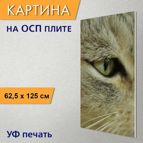 Вертикальная картина на ОСП "Глаз кошки, животное, глаза" 62x125 см. для интерьериа