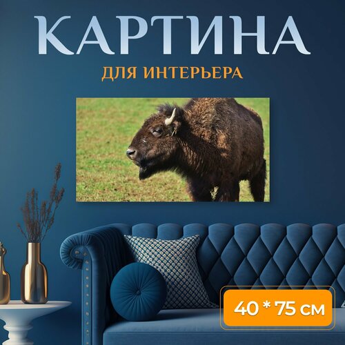 Картина на холсте "Зубр, буйвол, рога" на подрамнике 75х40 см. для интерьера