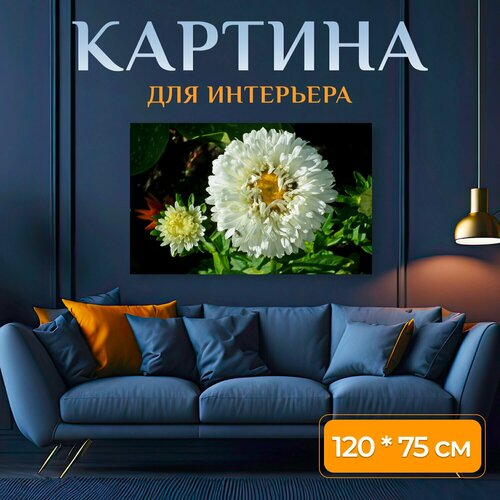 Картина на холсте "Астра, цветок, белый" на подрамнике 120х75 см. для интерьера