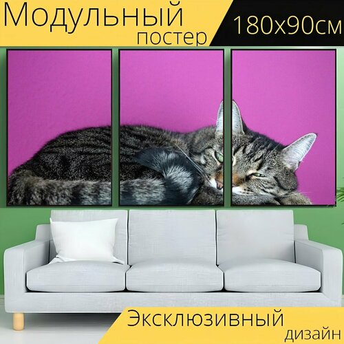 Модульный постер "Кот, милый, животное" 180 x 90 см. для интерьера