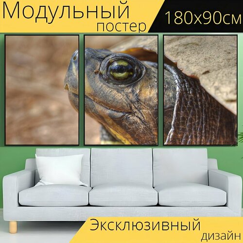 Модульный постер "Черепаха, закрыть, дикая природа" 180 x 90 см. для интерьера