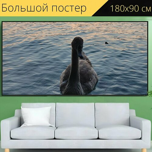 Большой постер "Лебедь, черный лебедь, озеро" 180 x 90 см. для интерьера