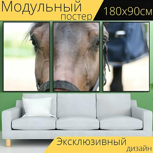 Модульный постер "Лошади, лошадь, глаза" 180 x 90 см. для интерьера