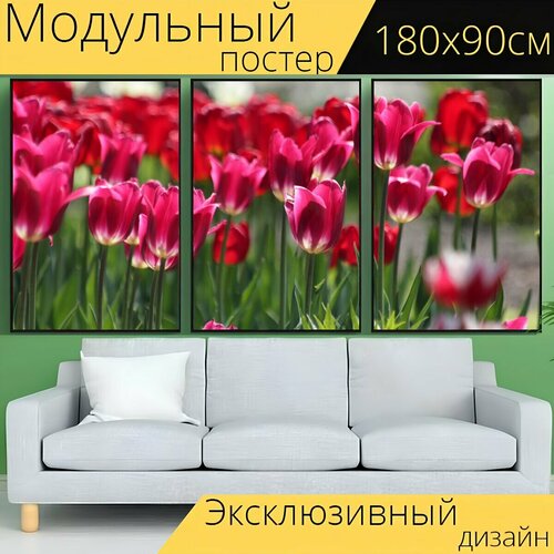 Модульный постер "Тюльпаны, красные тюльпаны, бордовый" 180 x 90 см. для интерьера