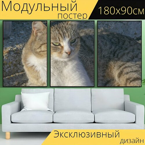 Модульный постер "Кошка, котенок, мило" 180 x 90 см. для интерьера
