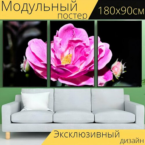 Модульный постер "Цветок, розы, лепестки" 180 x 90 см. для интерьера