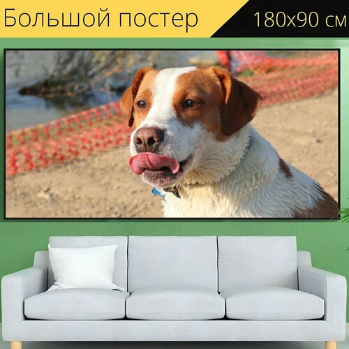 Большой постер "Собака, собака языком, животное" 180 x 90 см. для интерьера