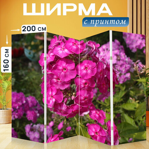 Ширма перегородка с принтом "Флоксы, цветок, сад" на холсте - 200x160 см. для зонирования, раскладная