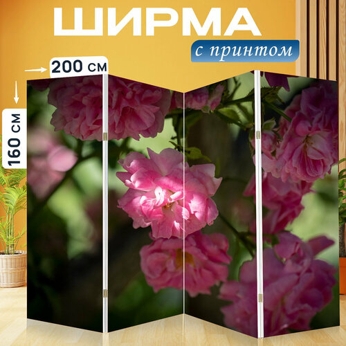 Ширма перегородка с принтом "Розы, цветок, расцветает" на холсте - 200x160 см. для зонирования, раскладная