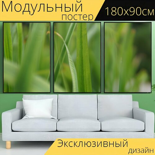 Модульный постер "Трава, лезвие, растения" 180 x 90 см. для интерьера