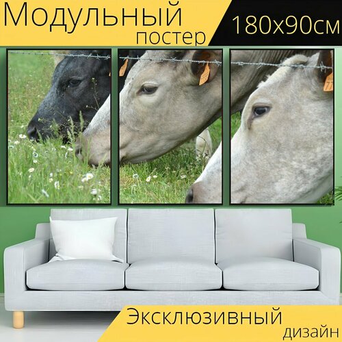 Модульный постер "Корова, сельское хозяйство, разведение" 180 x 90 см. для интерьера