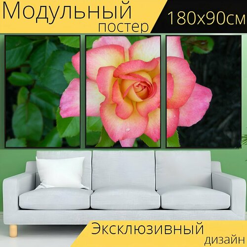 Модульный постер "Роза, цветок, листья" 180 x 90 см. для интерьера