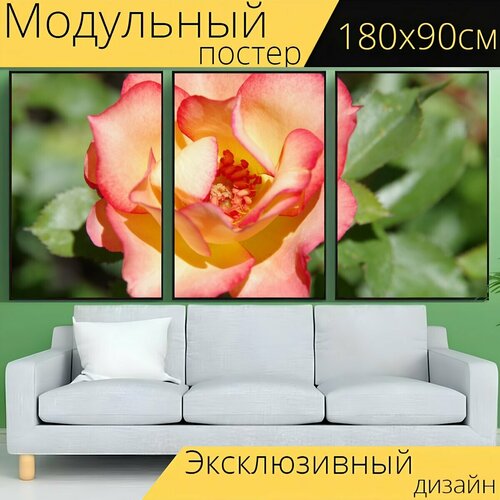 Модульный постер "Цветок, флора, цветочный" 180 x 90 см. для интерьера
