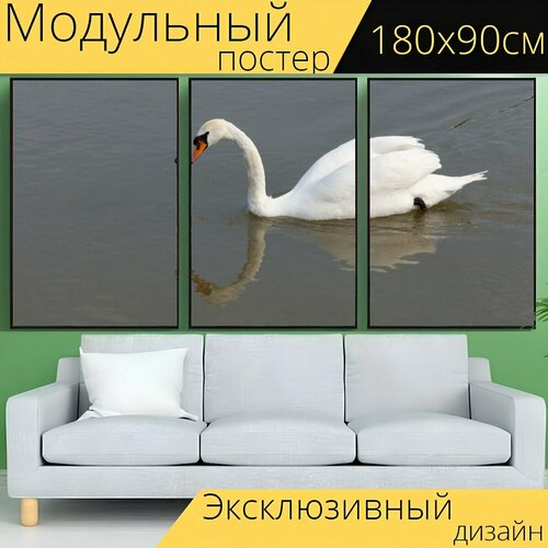 Модульный постер "Лебедь, водоплавающая птица, озеро" 180 x 90 см. для интерьера