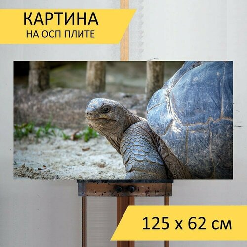 Картина на ОСП 125х62 см. "Черепаха, медленный, животное" горизонтальная, для интерьера, с креплениями