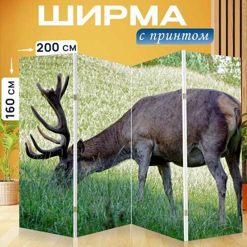 Ширма перегородка с принтом "Олень, рог, пара копытных" на холсте - 200x160 см. для зонирования, раскладная