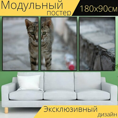Модульный постер "Кот, посмотреть, животное" 180 x 90 см. для интерьера