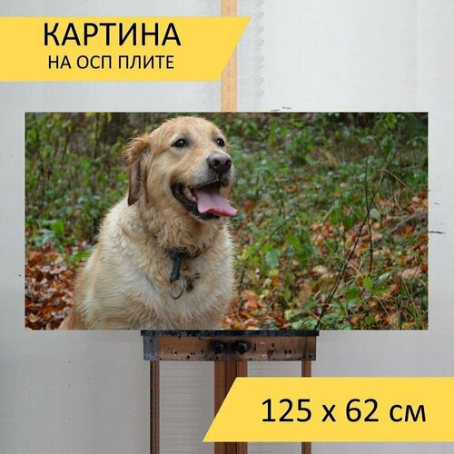 Картина на ОСП 125х62 см. "Собака, падение, золотой ретривер" горизонтальная, для интерьера, с креплениями