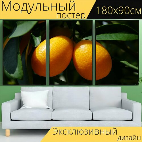 Модульный постер "Кумкват, фрукты, карликовый оранжевый" 180 x 90 см. для интерьера