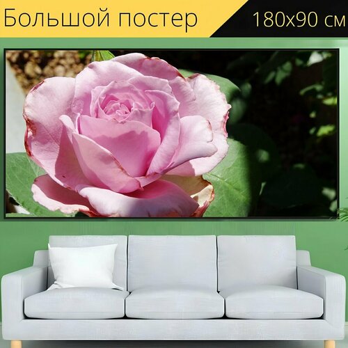 Большой постер "Роза, розовый, цветок" 180 x 90 см. для интерьера