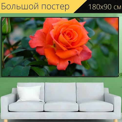 Большой постер "Роза, апельсин, цветок" 180 x 90 см. для интерьера