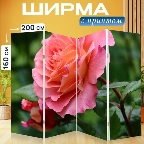 Ширма перегородка с принтом "Розовый, цветок, завод" на холсте - 200x160 см. для зонирования, раскладная