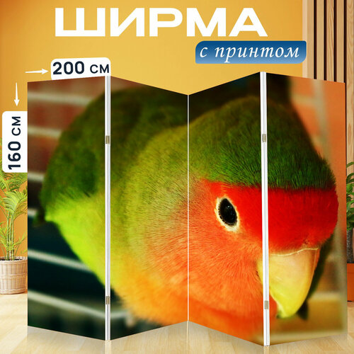 Ширма перегородка с принтом "Домашнее животное, птица, попугай" на холсте - 200x160 см. для зонирования, раскладная