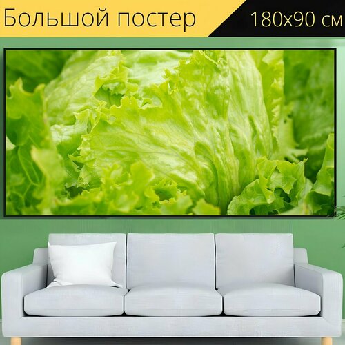 Большой постер "Салат, салат айсберг, зеленый" 180 x 90 см. для интерьера