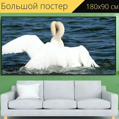 Большой постер "Танец лебедя, озеро, водоплавающая птица" 180 x 90 см. для интерьера