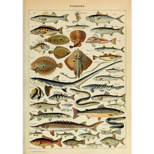 Плакат, постер ботанические иллюстрации, рыбы на бумаге, размер 42х60см