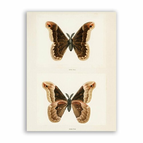 Картина на холсте, репродукция / Гравюры бабочек / Размер 40 x 53 см