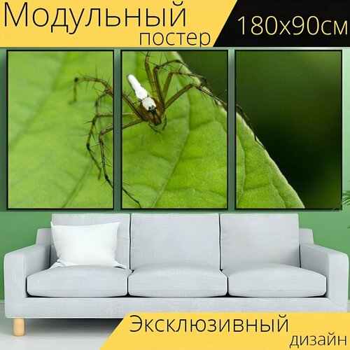 Модульный постер "Макрос, паук, природа" 180 x 90 см. для интерьера
