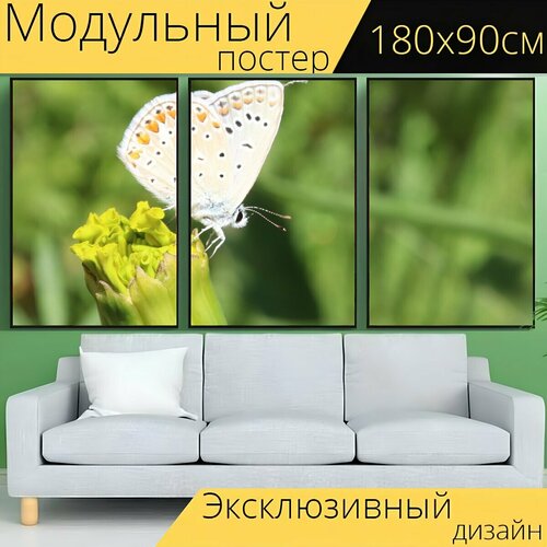 Модульный постер "Бабочка, насекомое, цветочный бутон" 180 x 90 см. для интерьера