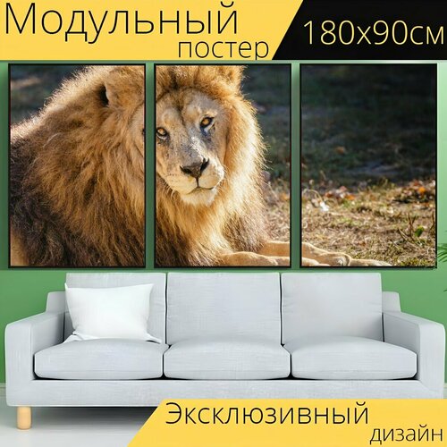 Модульный постер "Лев, природа, животное" 180 x 90 см. для интерьера