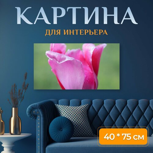 Картина на холсте "Тюльпан, цветок, цвести" на подрамнике 75х40 см. для интерьера