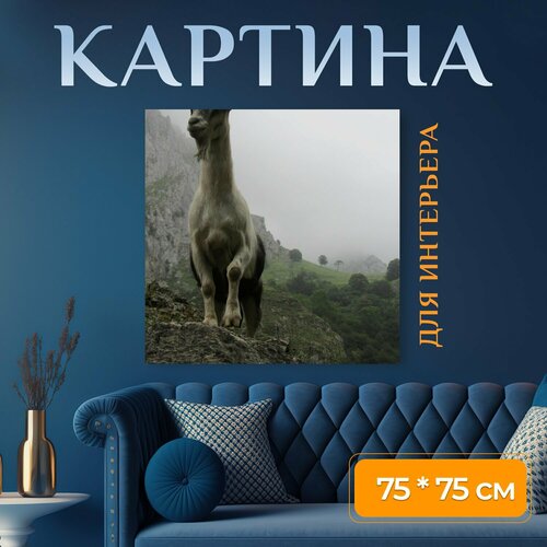 Картина на холсте "Коза, астурия, гора" на подрамнике 75х75 см. для интерьера