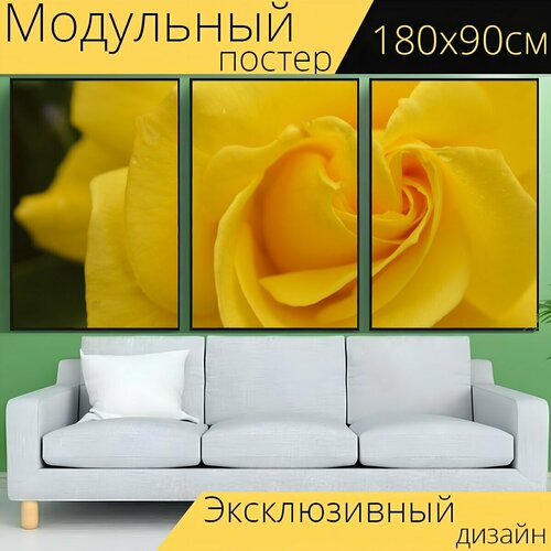 Модульный постер "Роза, желтая роза, капля воды" 180 x 90 см. для интерьера