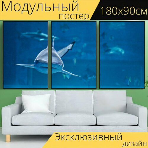 Модульный постер "Акула, рыбы, аквариум" 180 x 90 см. для интерьера