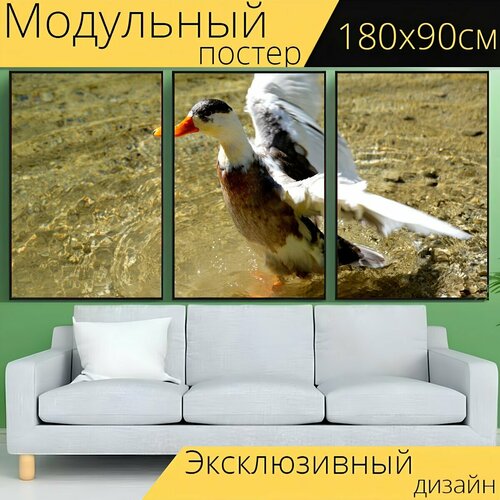 Модульный постер "Утка, сорока утка, водоплавающая птица" 180 x 90 см. для интерьера