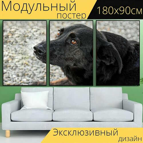 Модульный постер "Собака, домашнее животное, дикая природа" 180 x 90 см. для интерьера