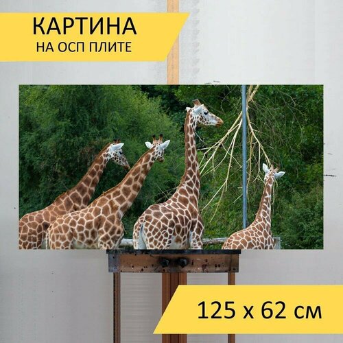 Картина на ОСП 125х62 см. "Жирафы, зоопарк, животное" горизонтальная, для интерьера, с креплениями