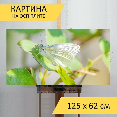 Картина на ОСП 125х62 см. "Бабочка, насекомое, белый" горизонтальная, для интерьера, с креплениями
