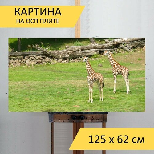 Картина на ОСП 125х62 см. "Жирафа, зоопарк, животный мир" горизонтальная, для интерьера, с креплениями
