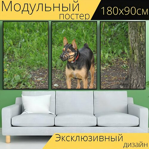 Модульный постер "Собака, намордник, животное" 180 x 90 см. для интерьера