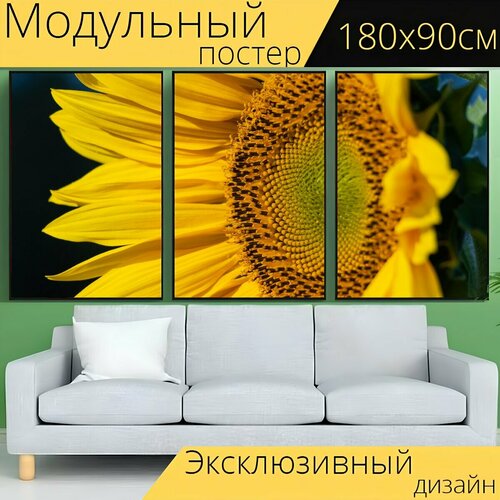 Модульный постер "Подсолнечник, цветок, подсолнух" 180 x 90 см. для интерьера