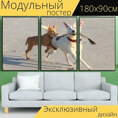 Модульный постер "Собаки, игра, палка" 180 x 90 см. для интерьера