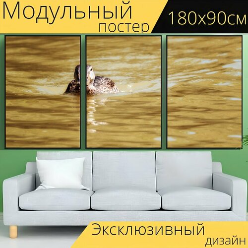 Модульный постер "Утка, пруд, плавание" 180 x 90 см. для интерьера