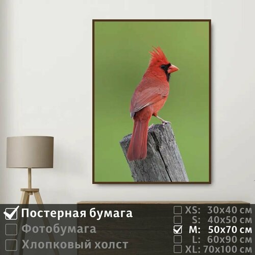 Постер на стену Красная Птица Сидит Наблюдает Глазами 50х70 см ПолиЦентр