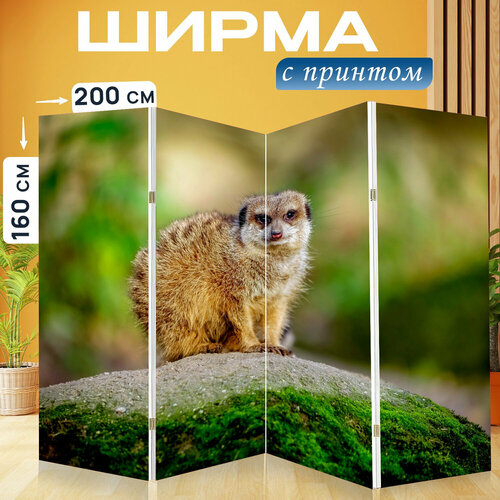Ширма перегородка с принтом "Сурикат, животное, зоопарк" на холсте - 200x160 см. для зонирования, раскладная